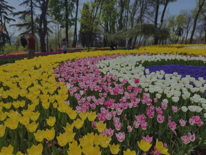 Emirgan Park: Location on the Map and Entrance Fee